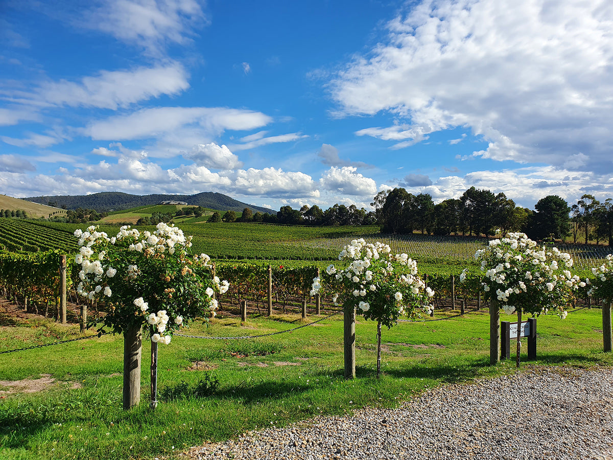 Melbourne Cup at Soumah's Ai Fiori Trattoria – Yarra Valley Smaller ...